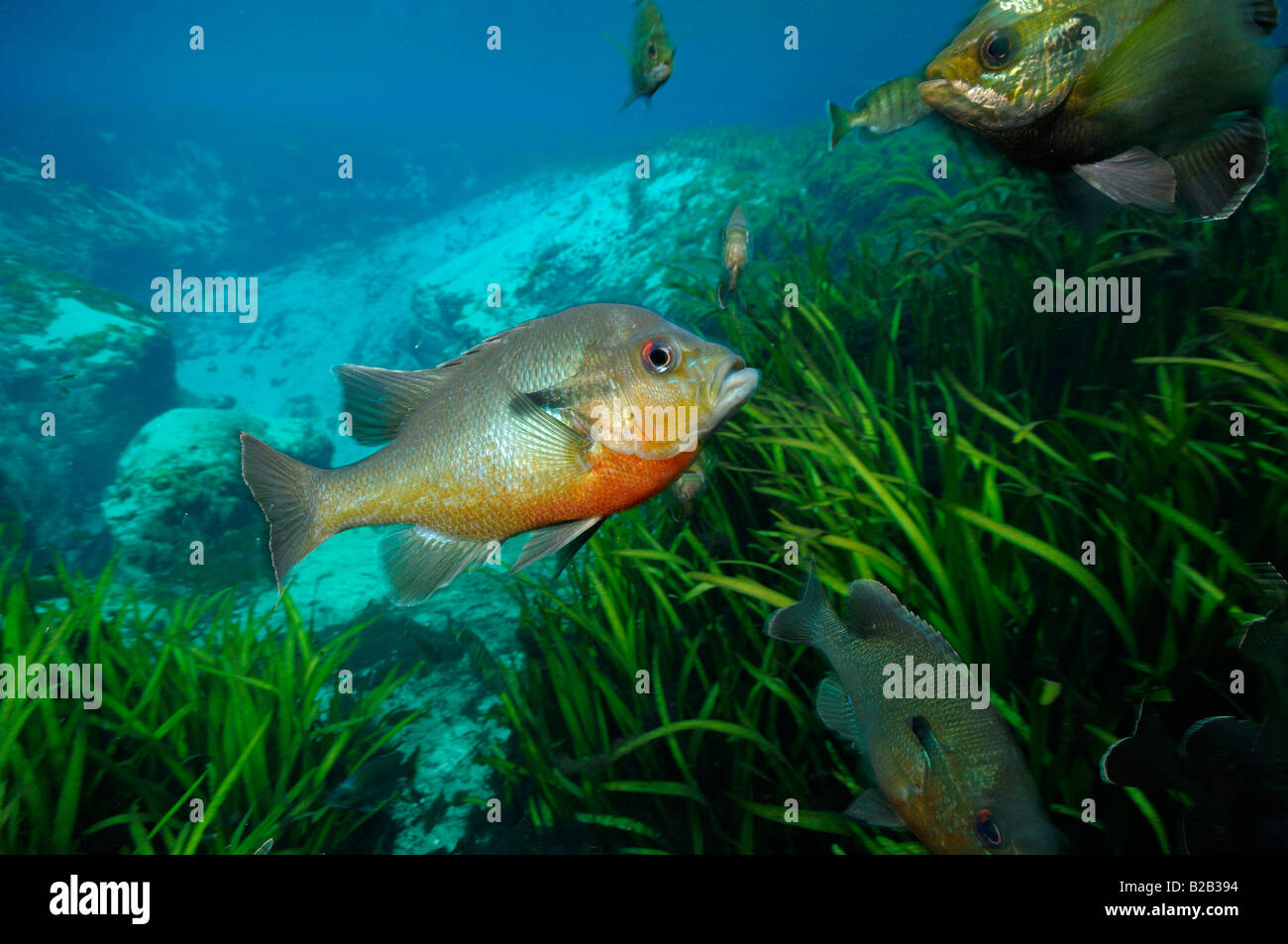 Sunfish High Resolution Stock Photography and Images - Alamy