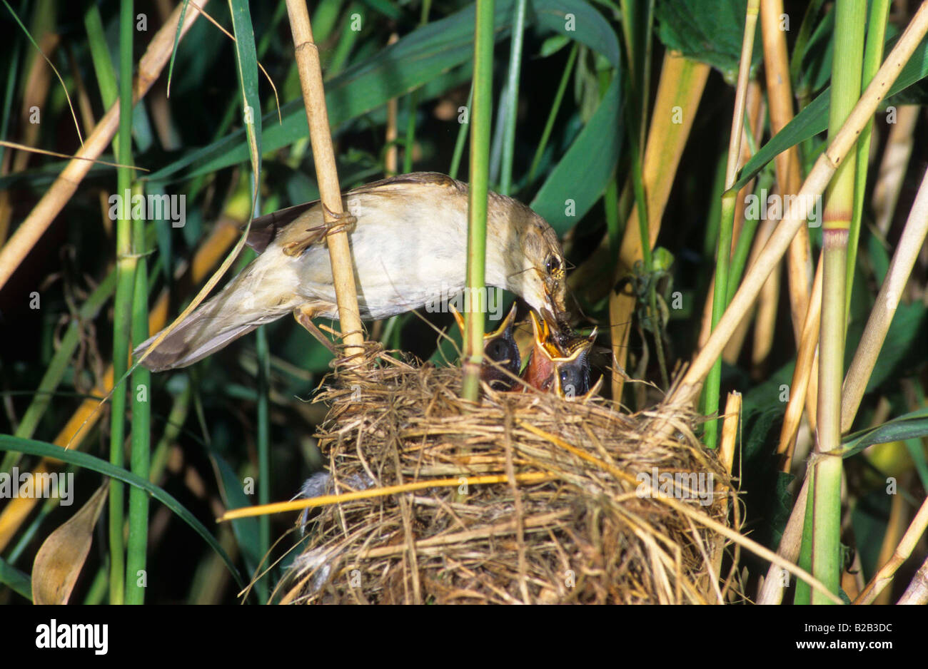 Reed Warbler ( Acrocephalus scirpaceus) feeding chicks at its nest in ...