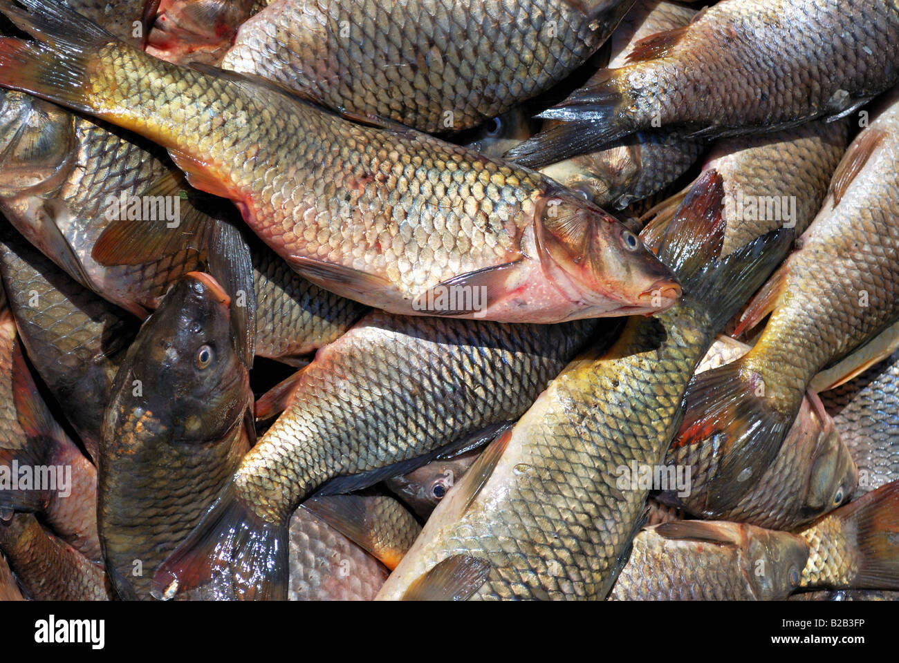 carpes in fish place market Stock Photo - Alamy