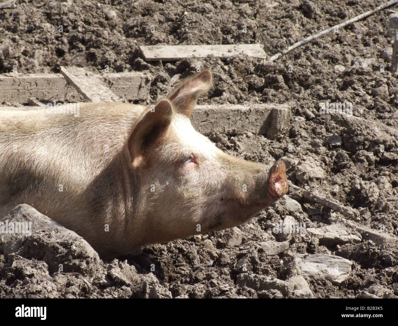 one pig in muddy field on farm in countryside Stock Photo - Alamy