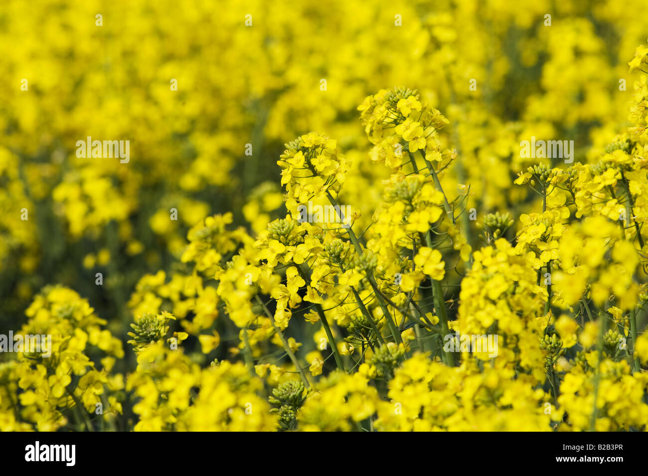 Rape seed crop field grown for biofuel in The Cotswolds England United ...