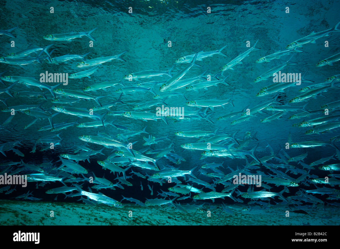 Ladyfish Elops saurus Silver Glen springs Florida Stock Photo - Alamy