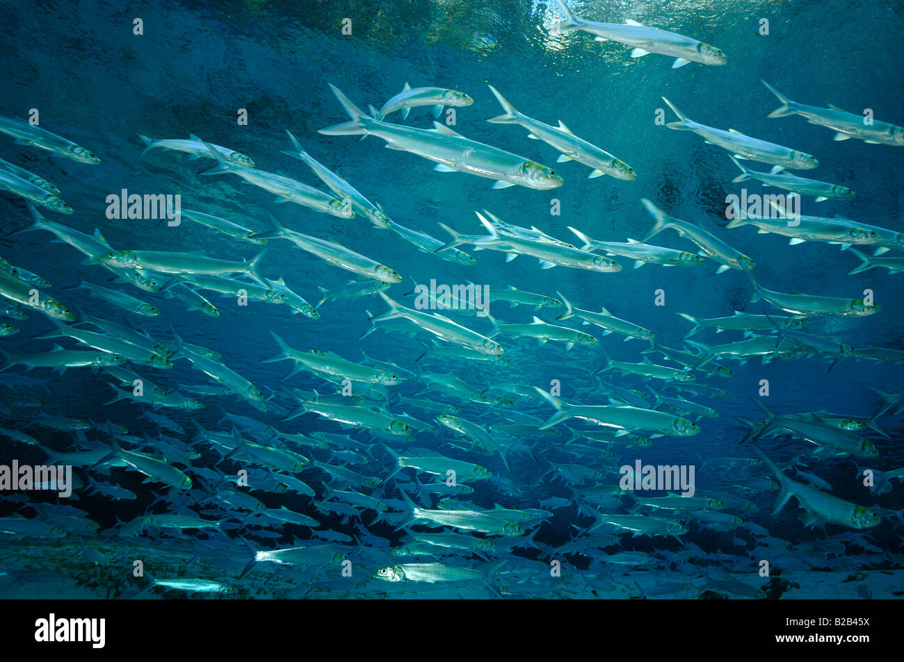 Ladyfish Elops saurus Silver Glen springs Florida Stock Photo - Alamy