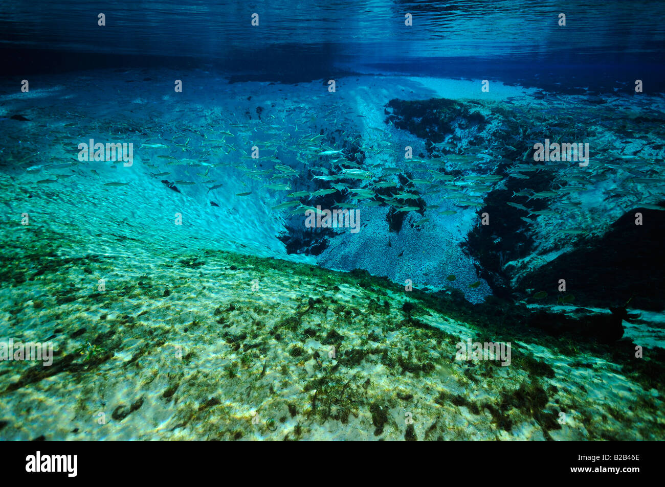 Silver glen springs, florida hi-res stock photography and images - Alamy