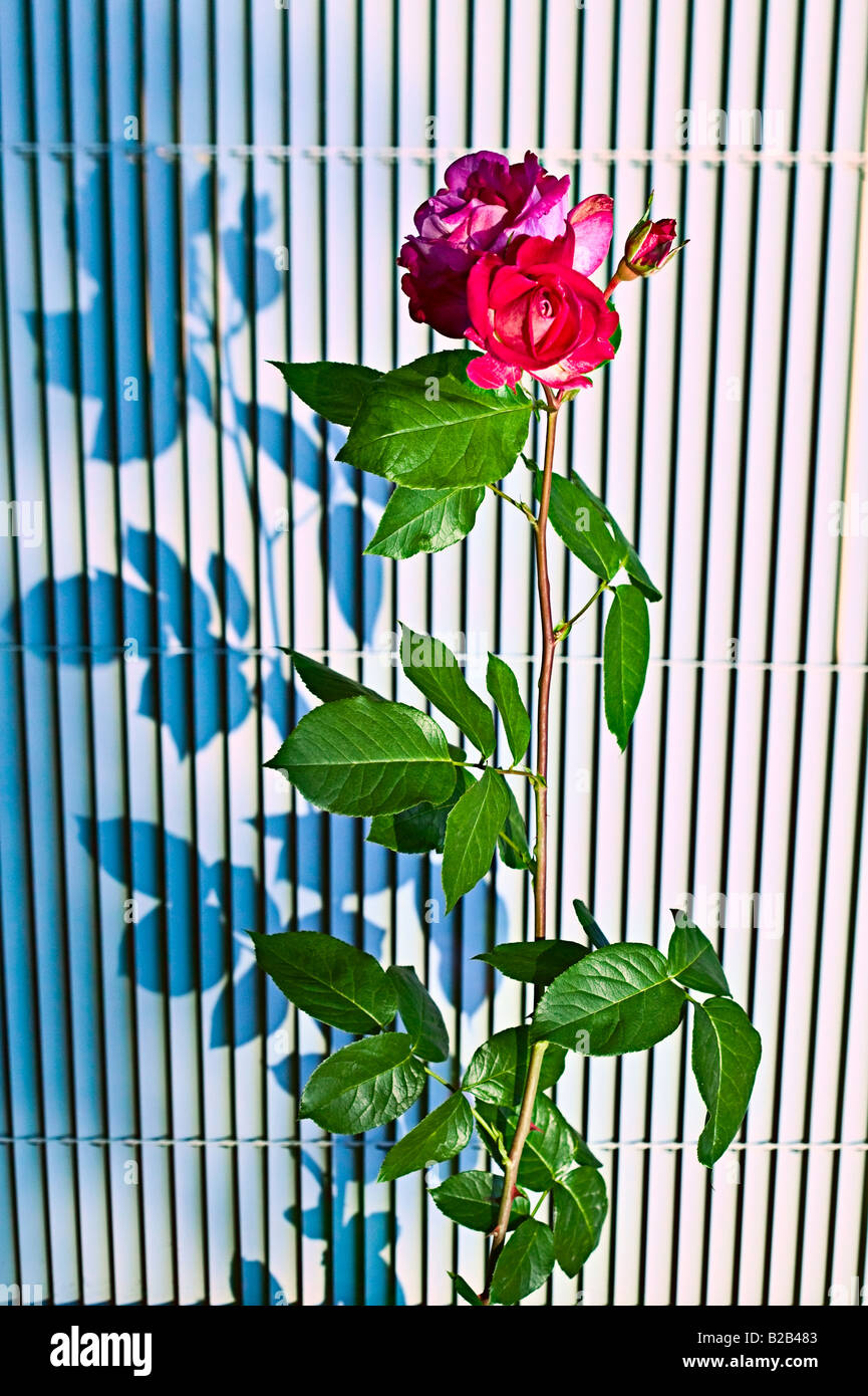 pink garden rose and shadow at dusk on graphic background Stock Photo ...