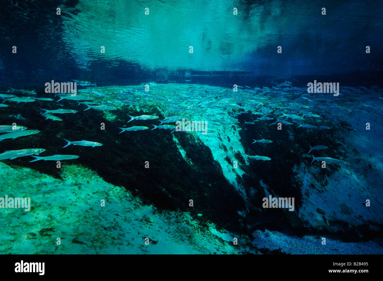 Ladyfish Elops saurus Silver Glen springs Florida Stock Photo - Alamy