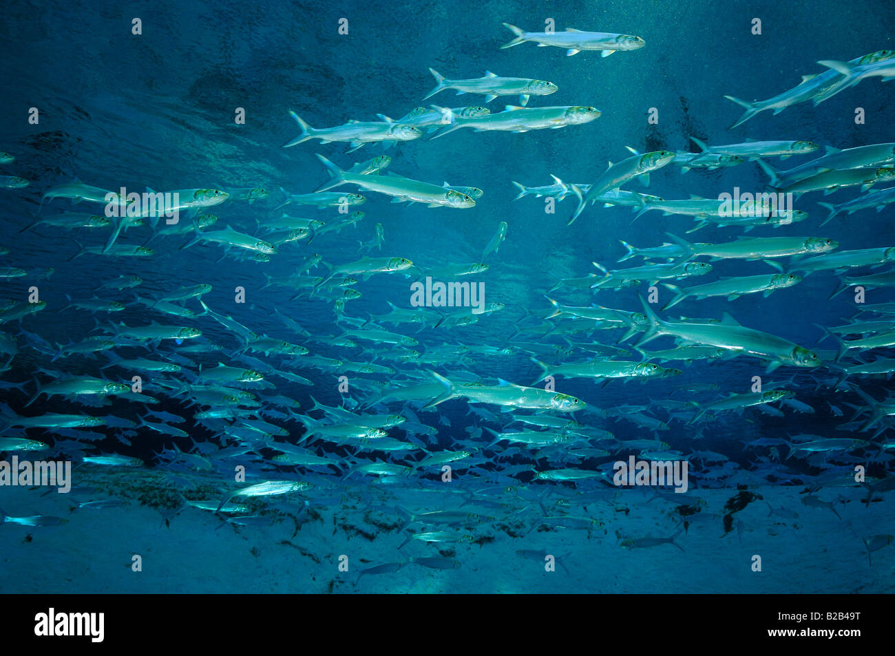 Ladyfish Elops saurus Silver Glen springs Florida Stock Photo - Alamy