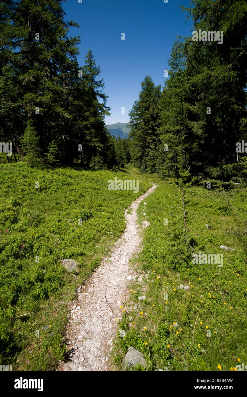 track through pine forest in the alps Stock Photo - Alamy