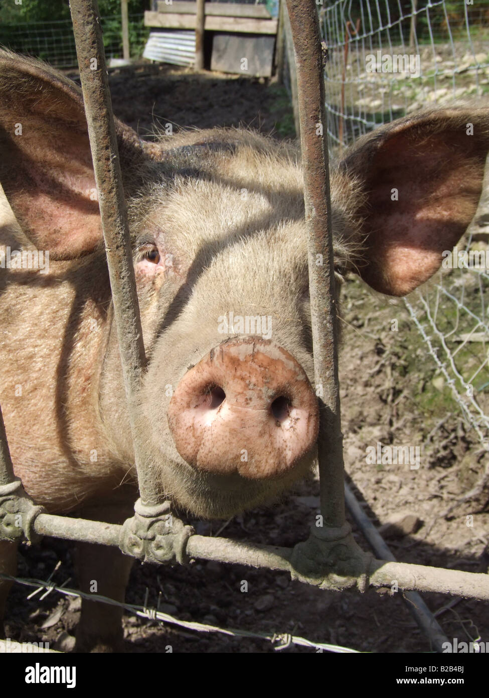 one pig in muddy field on farm in countryside Stock Photo - Alamy