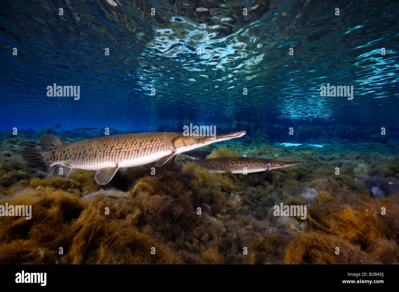 Florida gar Lepisosteus platyrhincus Silver Glen springs Florida Stock ...