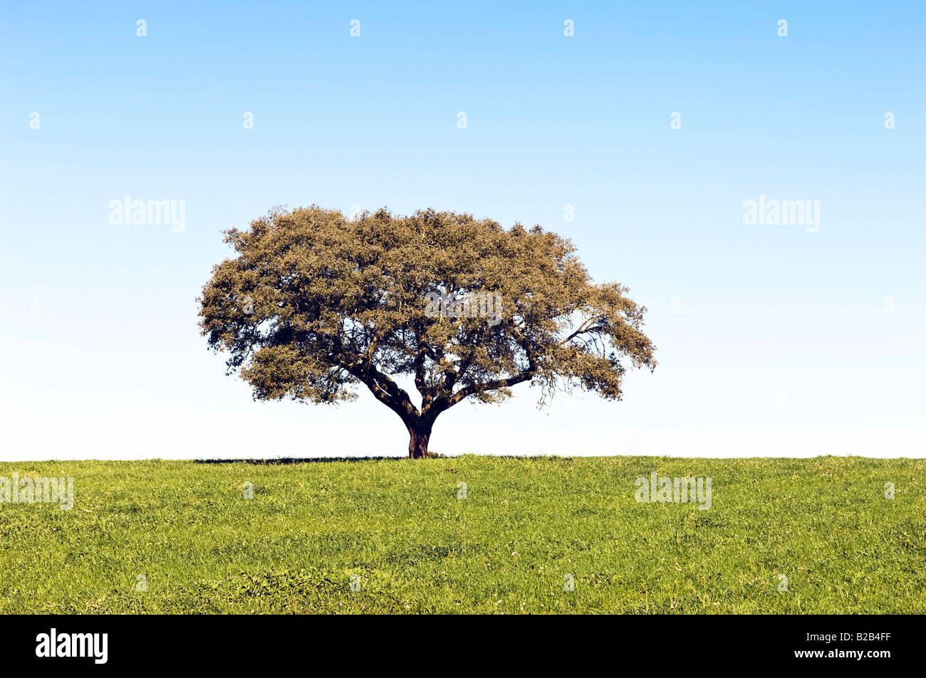 Lonely tree - Quercus ilex - in a green grass landscape Alentejo ...