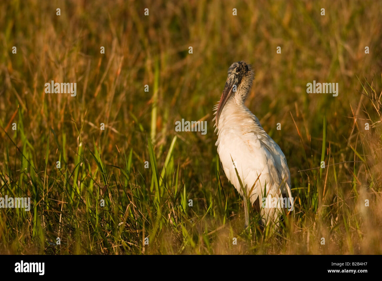 North american stork hi-res stock photography and images - Alamy