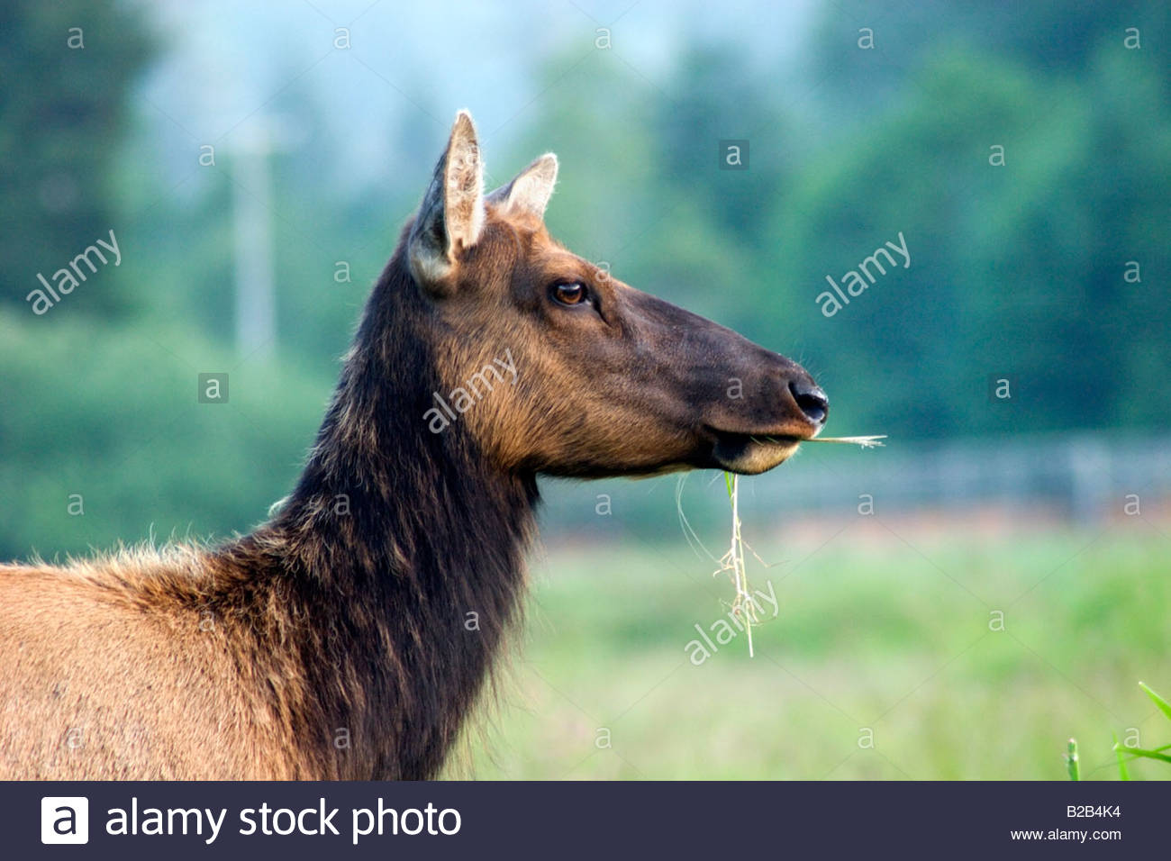 Prairie Mammals High Resolution Stock Photography and Images - Alamy