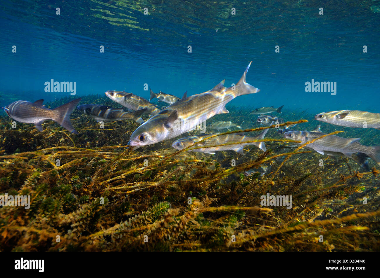 Striped mullet Mugil cephalus Salt springs Florida Stock Photo - Alamy