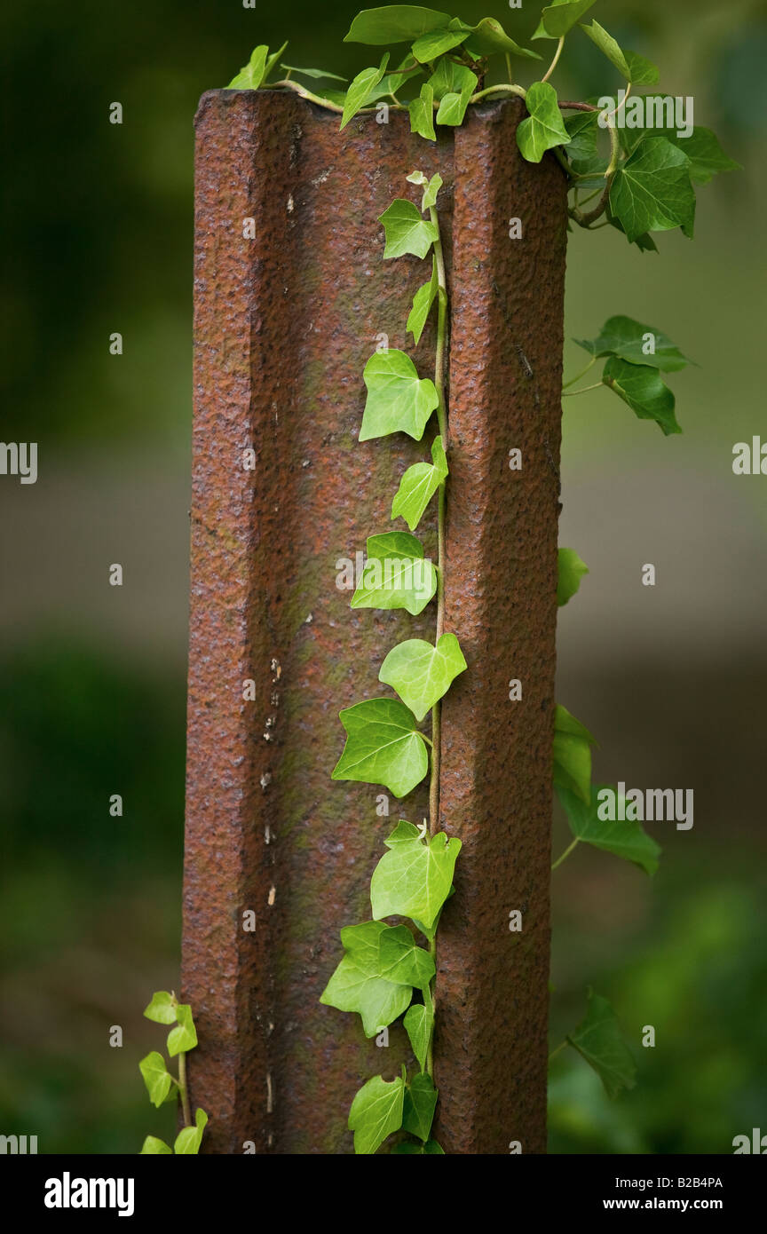 Ivy growing up an old rusty RSJ with an out of focus background "North ...
