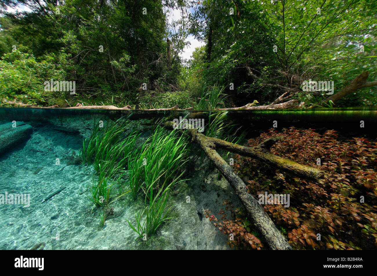 Ichetucknee Springs State Park Florida Stock Photo - Alamy