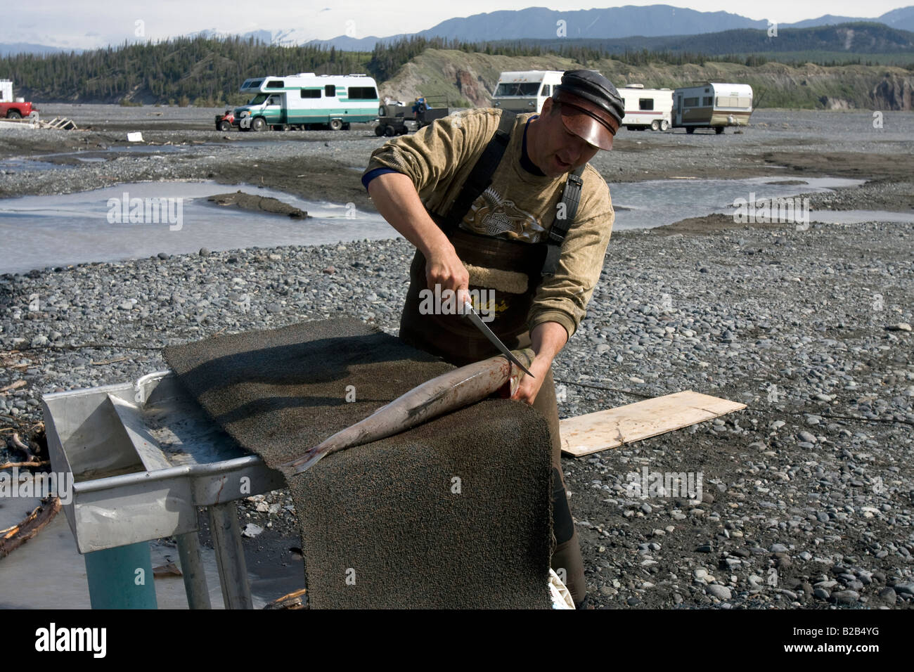 Fisher filleting a big salmon on the banks of the Copper River, Alaska ...