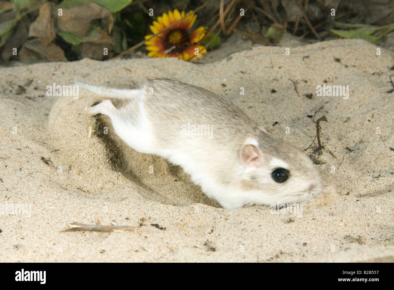 Kangaroo rat hi-res stock photography and images - Alamy