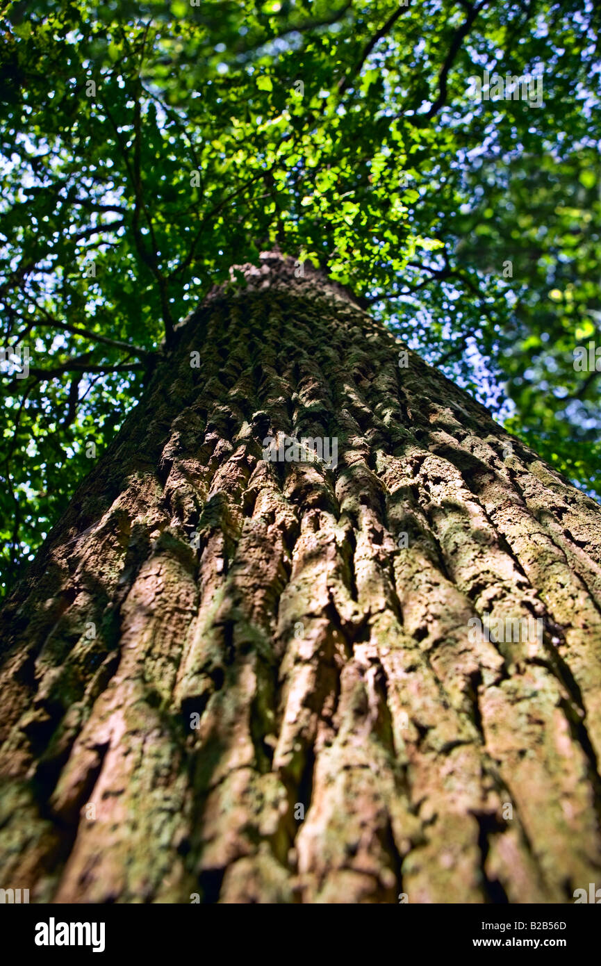 oak tree [low angle view] Stock Photo - Alamy