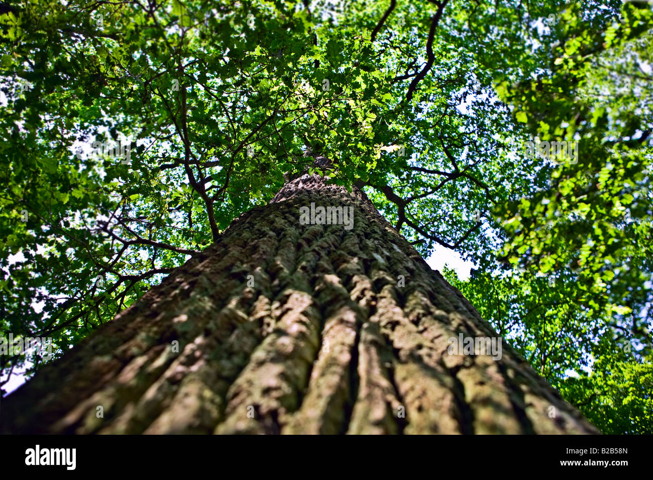 oak tree [low angle view] Stock Photo - Alamy