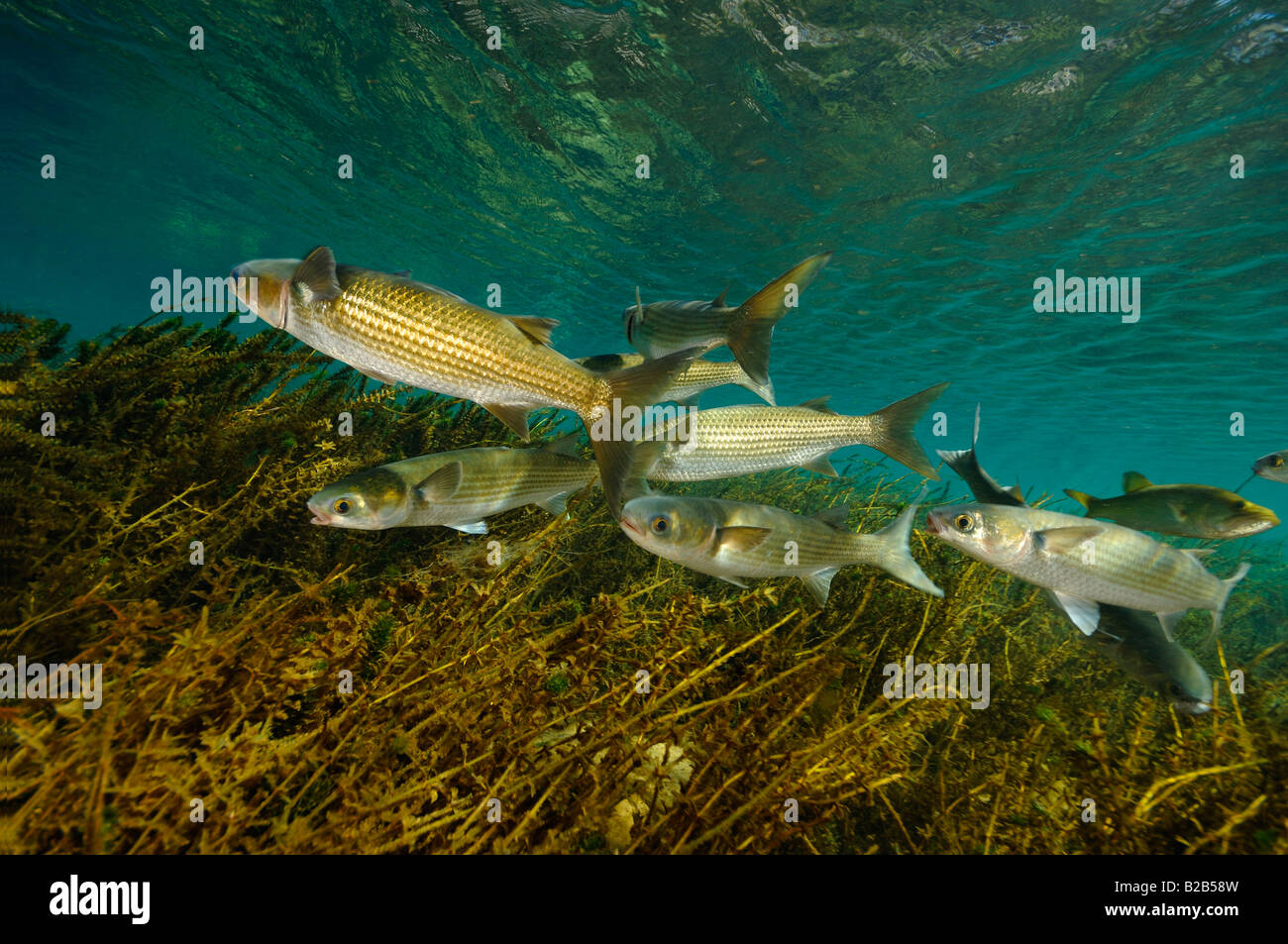 Striped Mullet Fish