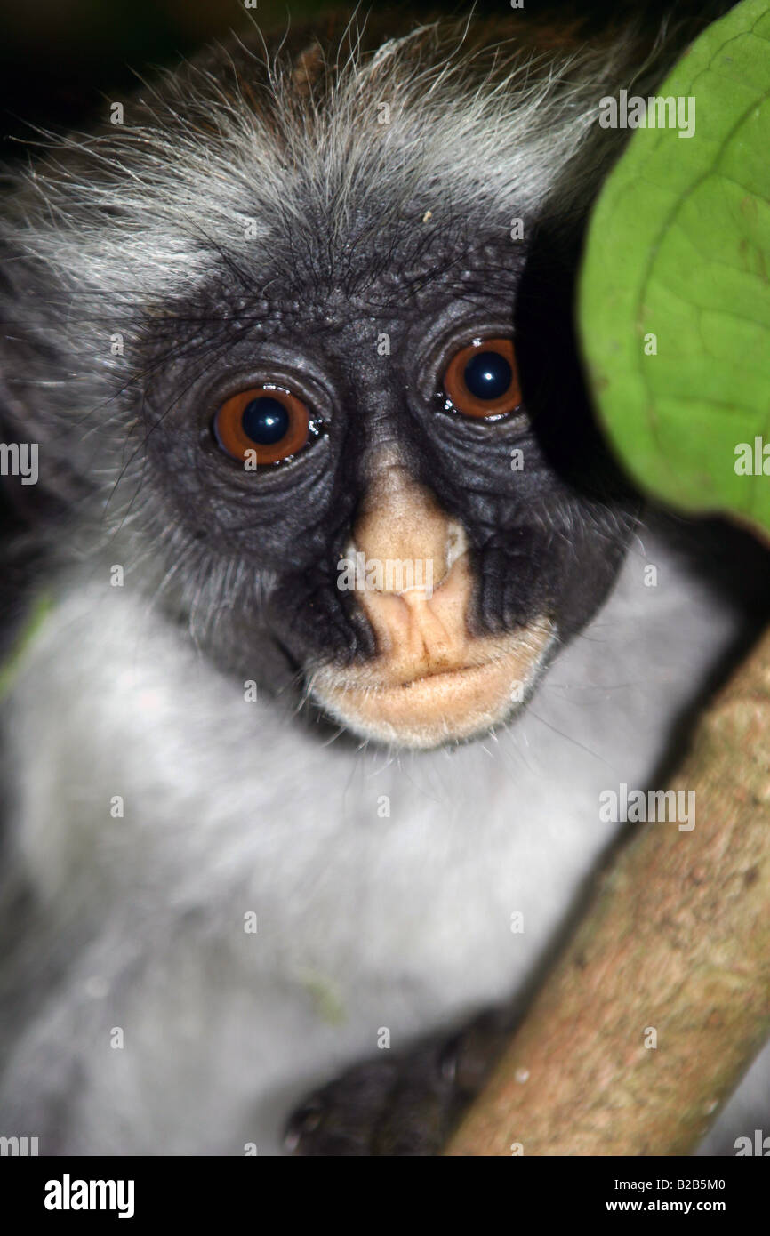 Close up of an endangered Red Colobus Monkey on Zanzibar Stock Photo ...