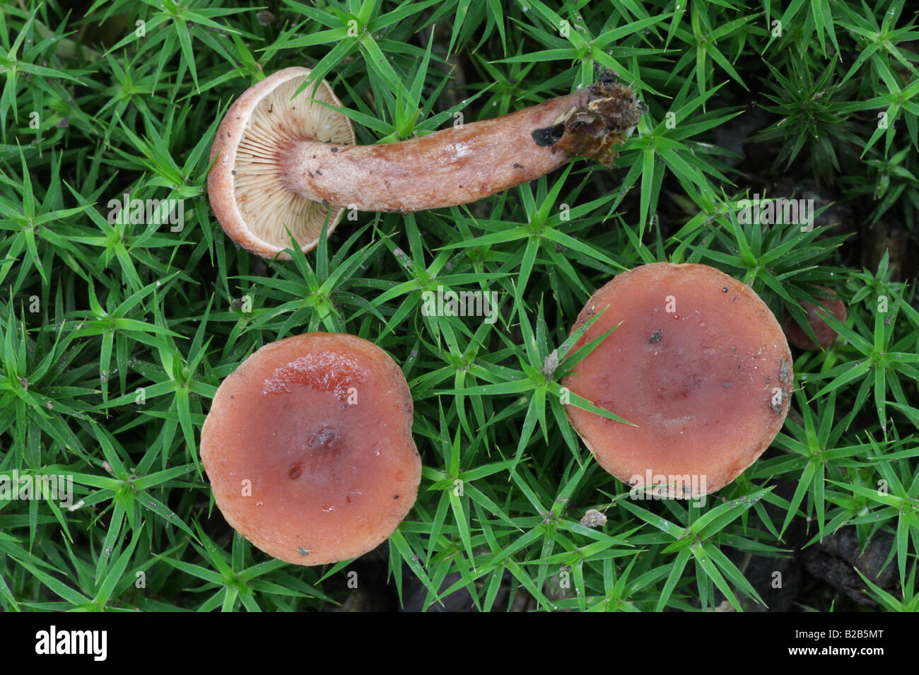 Curry Milkcap - Lactarius camphoratus Stock Photo - Alamy