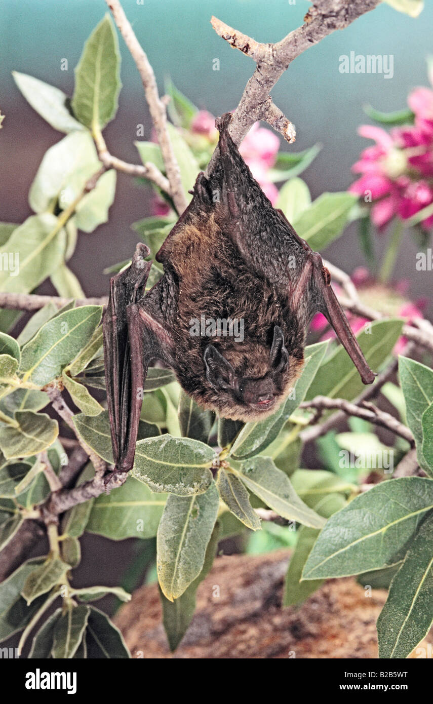 Long legged myotis myotis volans hi-res stock photography and images ...