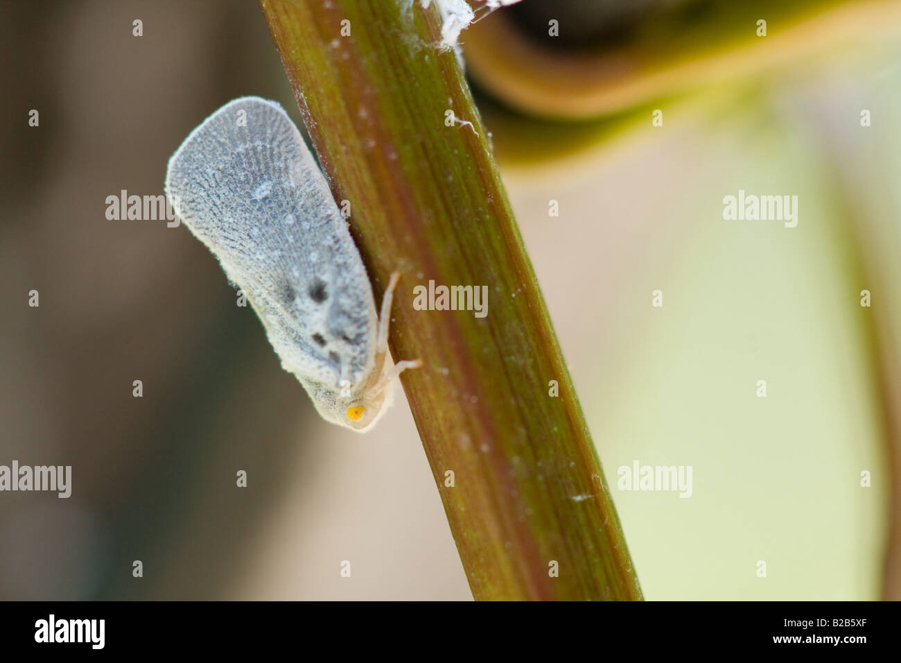 Citrus Flatid Planthopper Metcalfa pruinosa on wild grapevine Stock ...