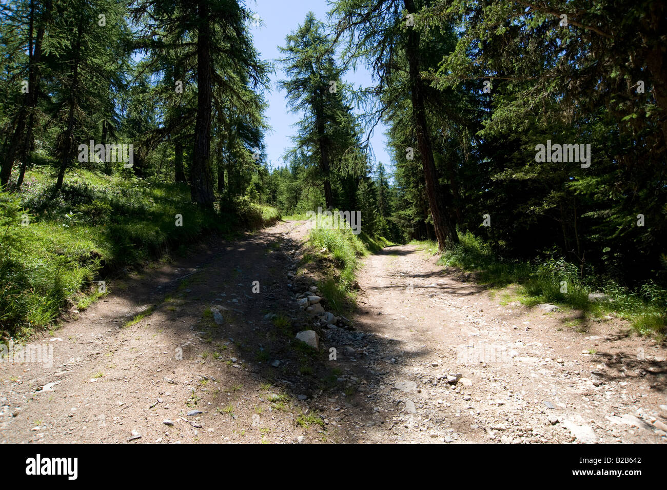 two tracks in pine forest Stock Photo - Alamy