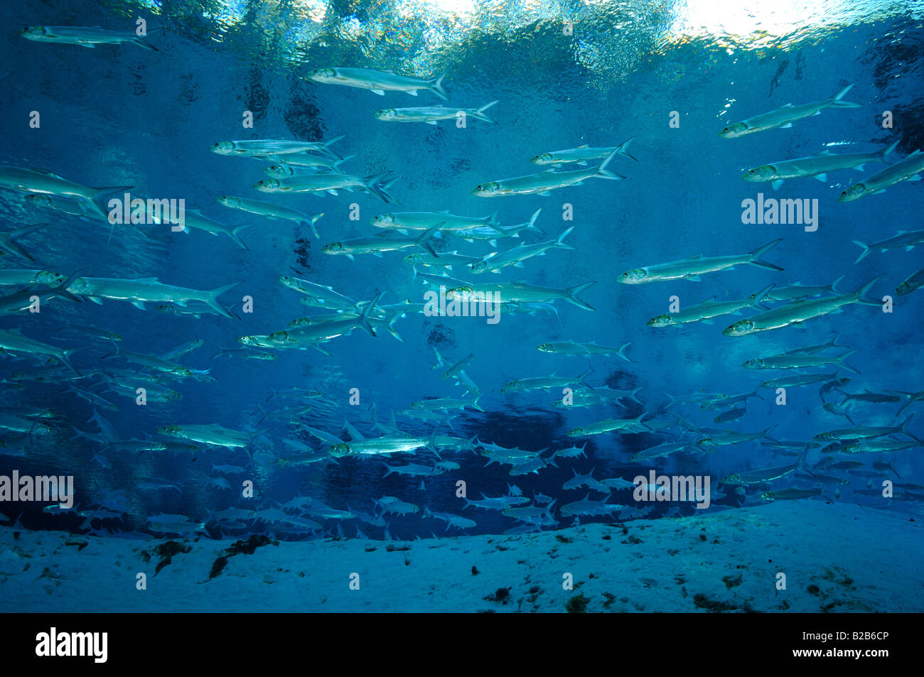 Ladyfish Elops saurus Silver Glen springs Florida Stock Photo - Alamy