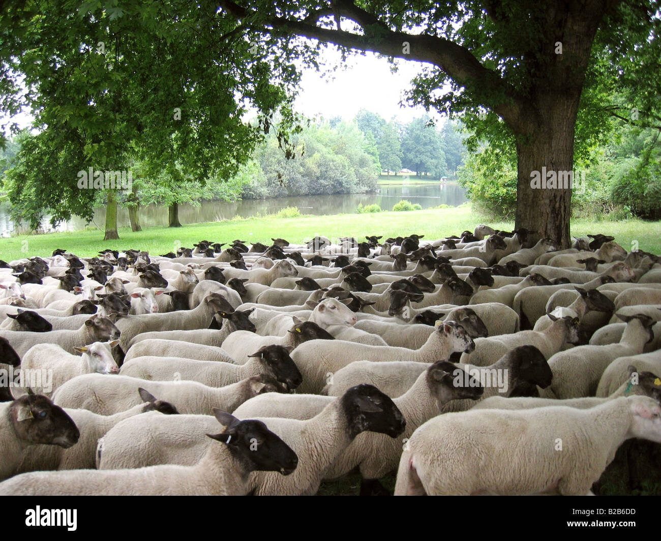 flock of sheep Stock Photo - Alamy