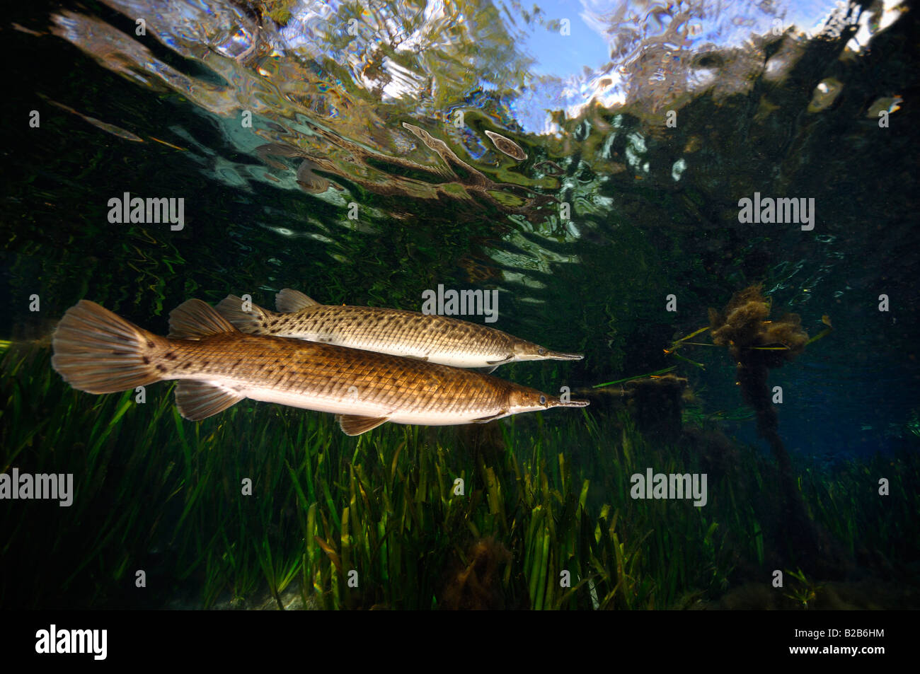 Florida gar Lepisosteus platyrhincus Silver Glen springs Florida Stock ...