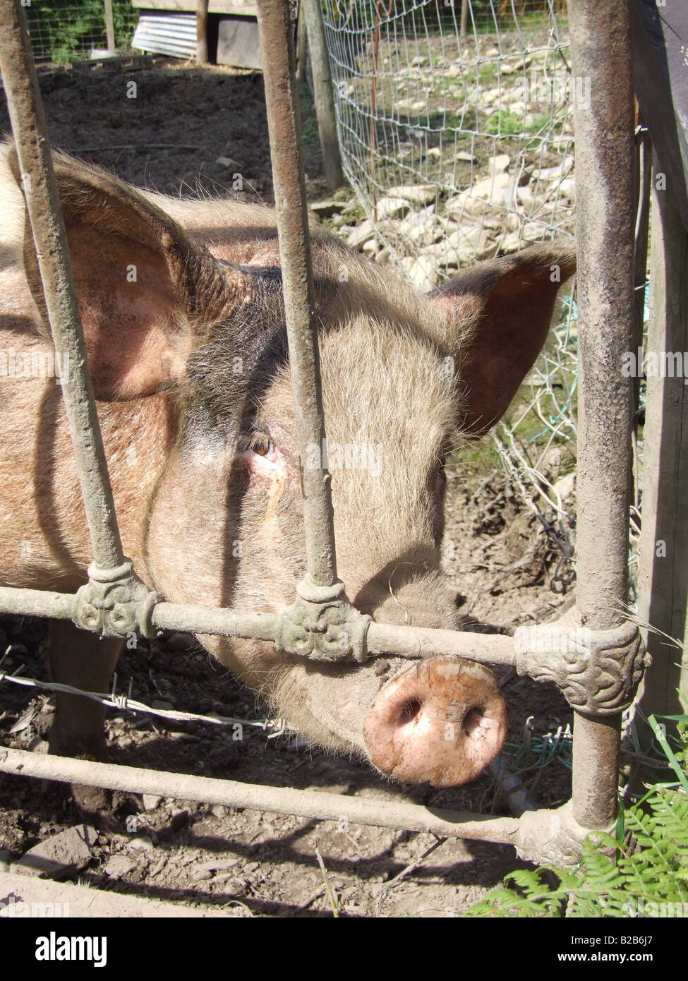 one pig in muddy field on farm in countryside Stock Photo - Alamy