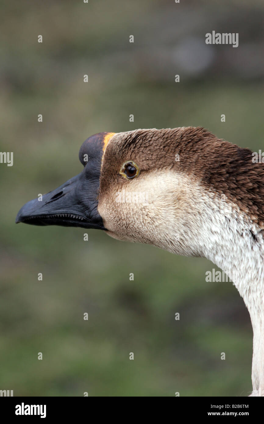 chinese goose head Stock Photo - Alamy