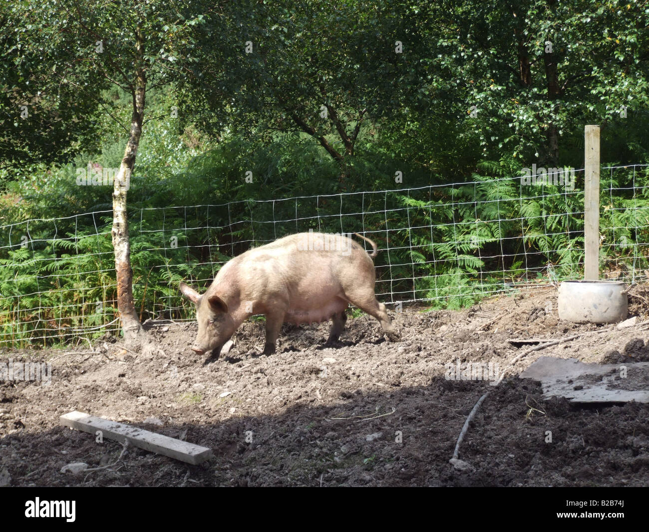 one pig in muddy field on farm in countryside Stock Photo - Alamy