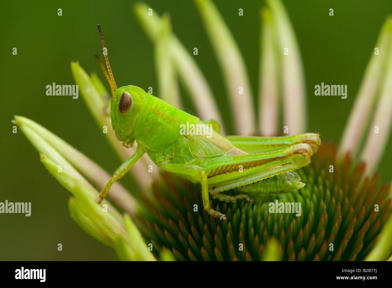 Green grasshopper orthoptera on hi-res stock photography and images - Alamy