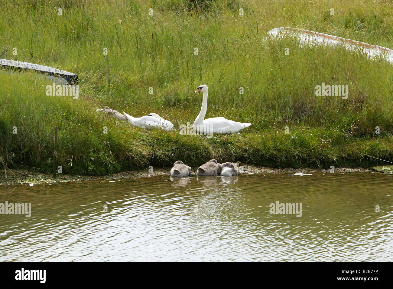 Swans rearing their young, saltmarsh, suffolk, UK Stock Photo - Alamy