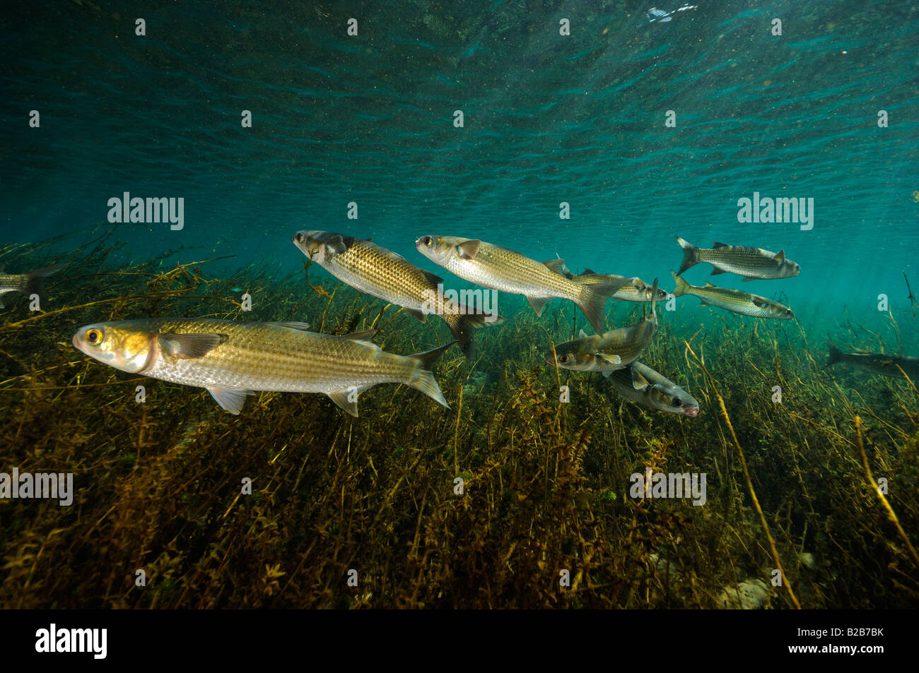 Striped mullet hi-res stock photography and images - Alamy
