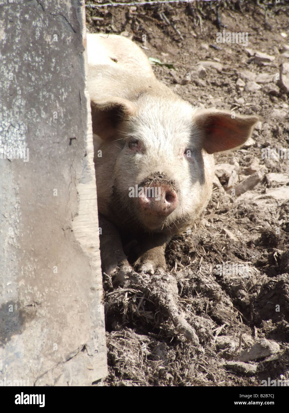 one pig in muddy field on farm in countryside Stock Photo - Alamy