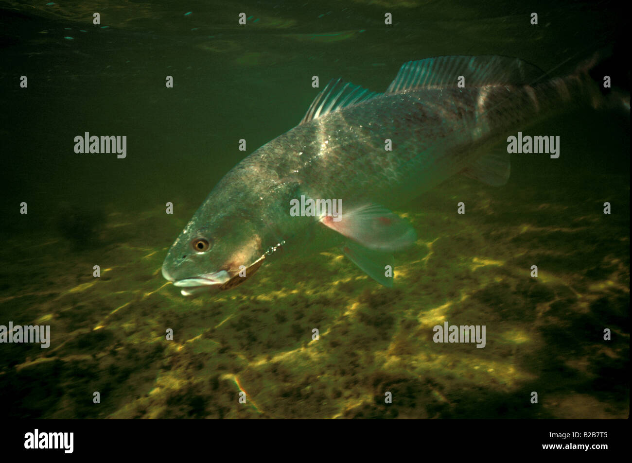 Red drum redfish underwater gamefish portrait closeup saltwater shallow ...