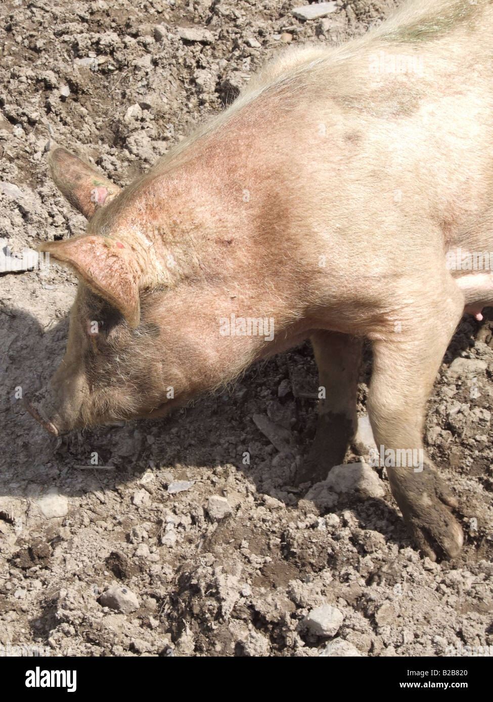 one pig in muddy field on farm in countryside Stock Photo - Alamy