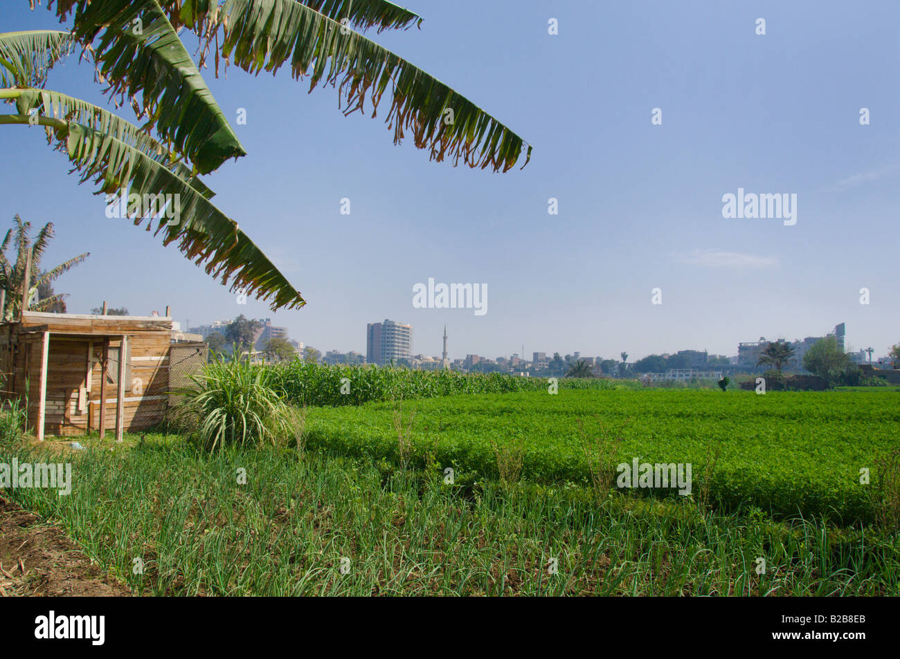 Farm fields and Egyptian agriculture on Gold Island Cairo Egypt Stock ...
