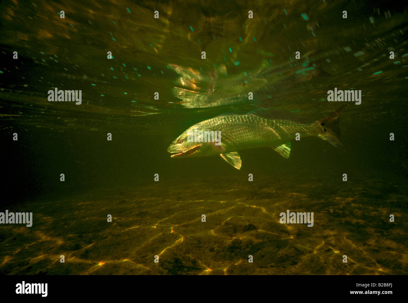 Saltwater Game Fish Underwater