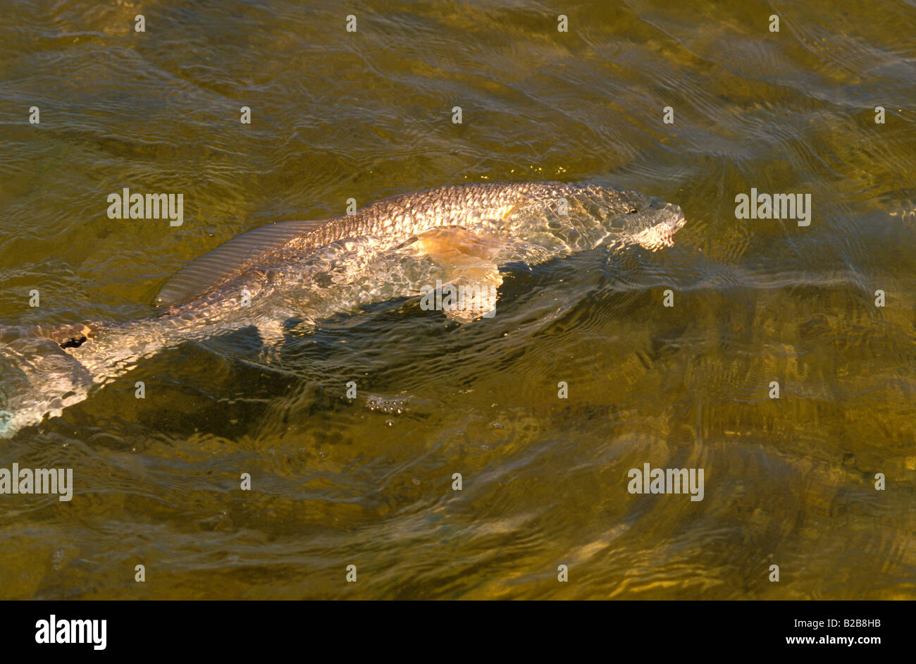 Red Drum Swimming
