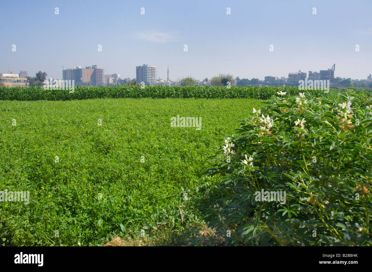 Alfalfa field middle east hi-res stock photography and images - Alamy