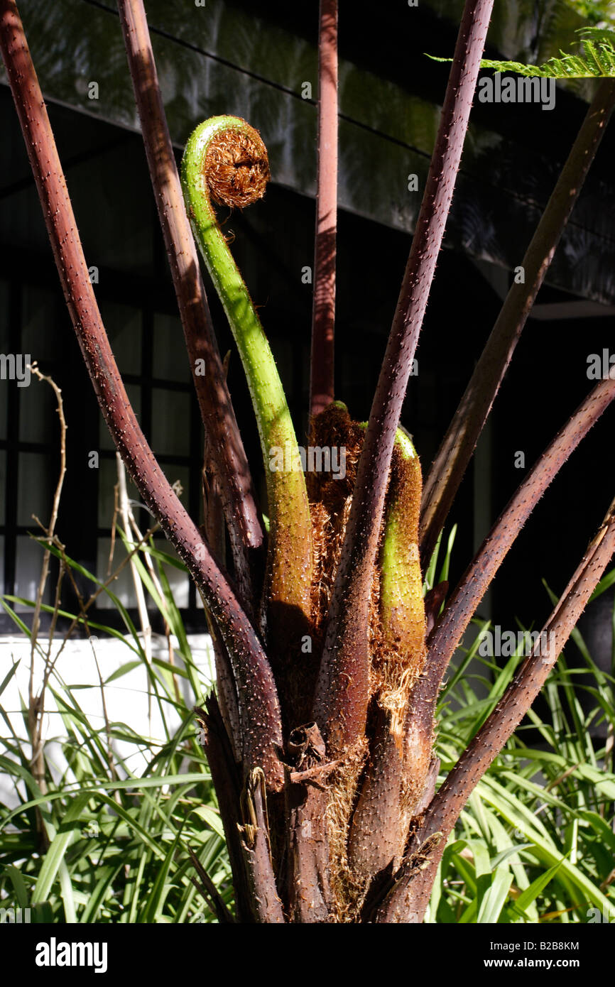 New shoot of a fern tree Stock Photo - Alamy