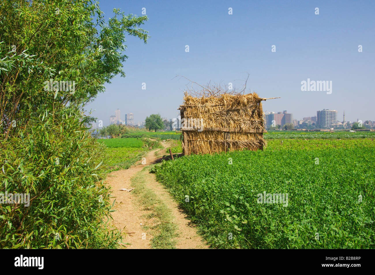 Farm fields and Egyptian agriculture on Gold Island Cairo Egypt Stock ...