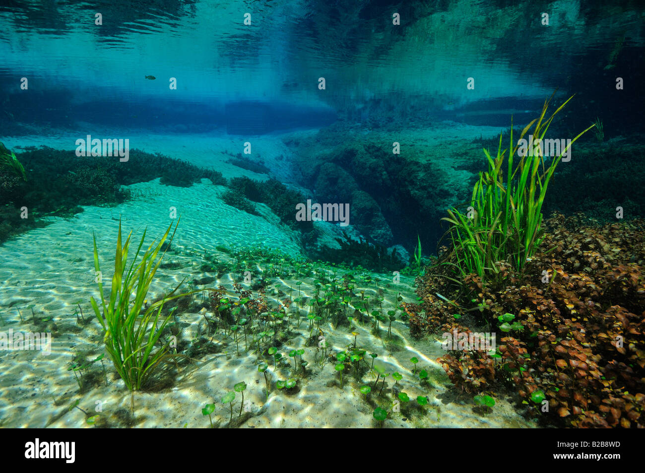 Ichetucknee Springs State Park Florida Stock Photo - Alamy