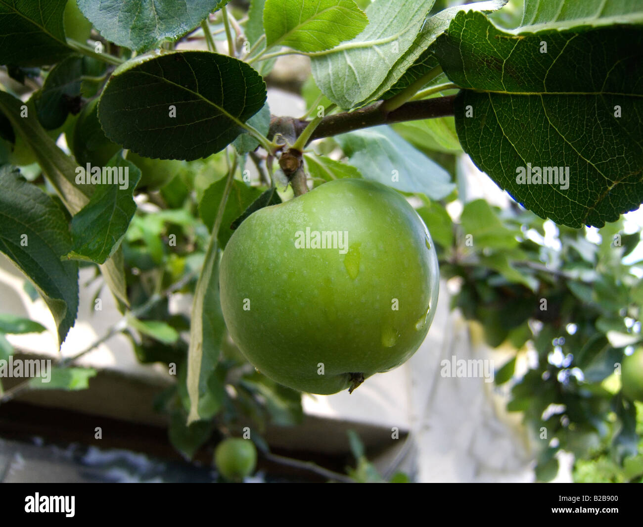 An unripe apple growing on an apple tree Stock Photo - Alamy